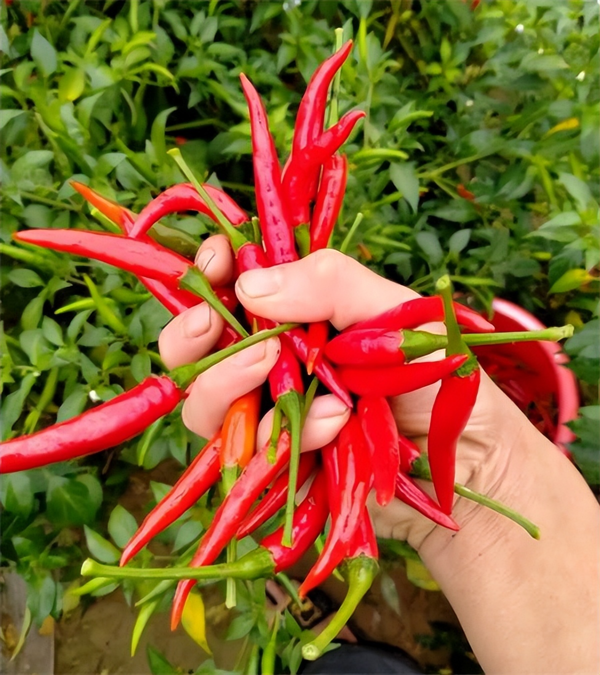 Chinese pepper spiciness ranking, the most spiciest is it, 1 gram of ...