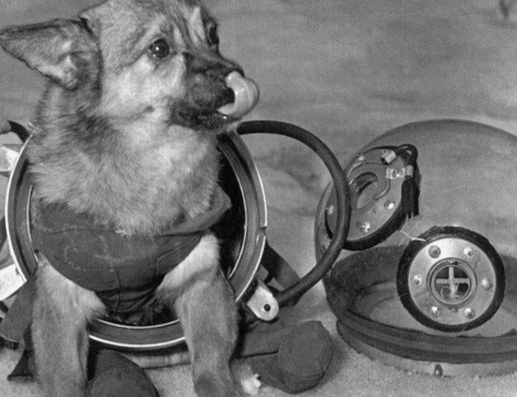 The first dog to go to space can never return to Earth, and is still ...