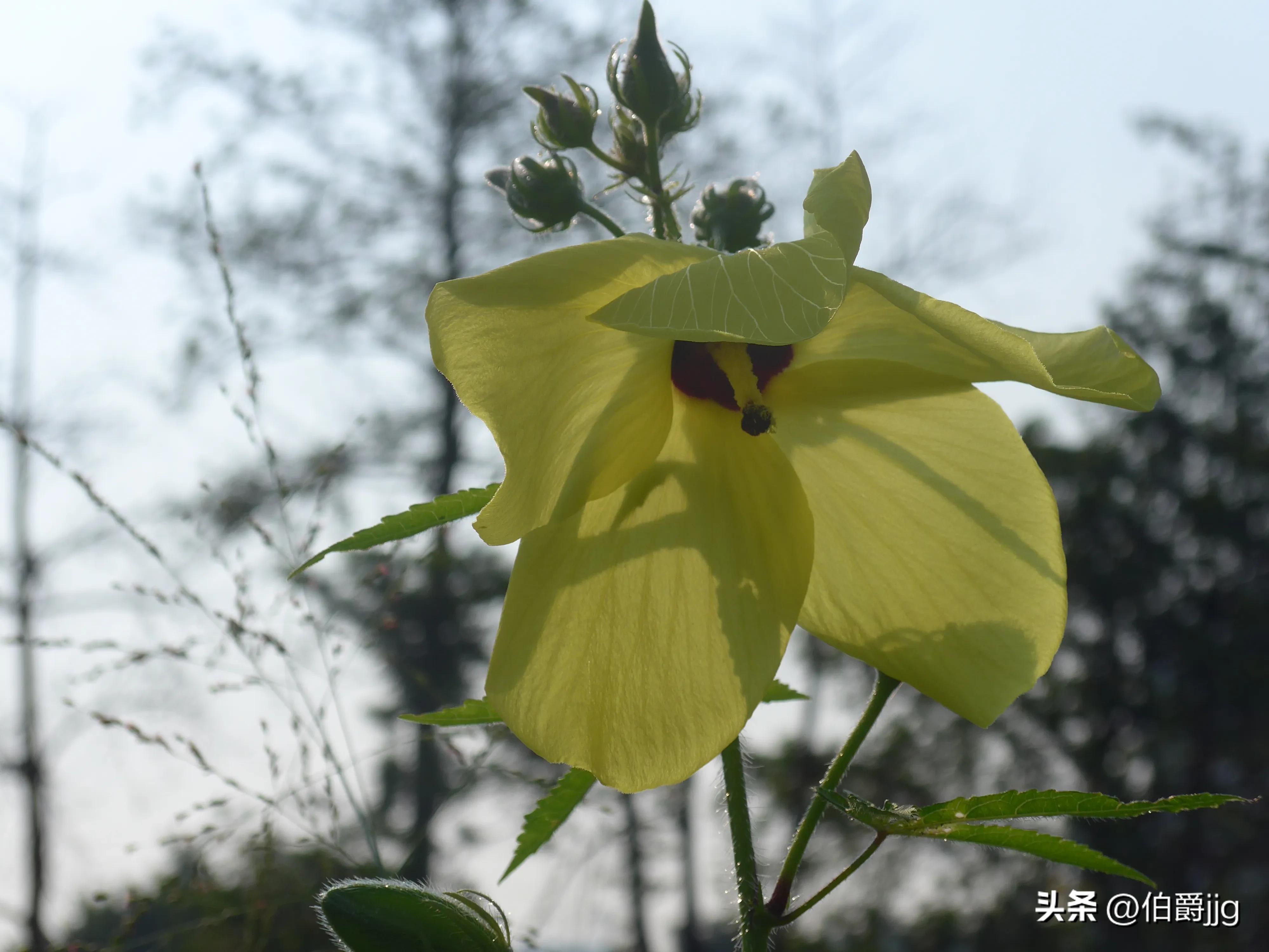 "Wild okra" - yellow sunflower - iNEWS
