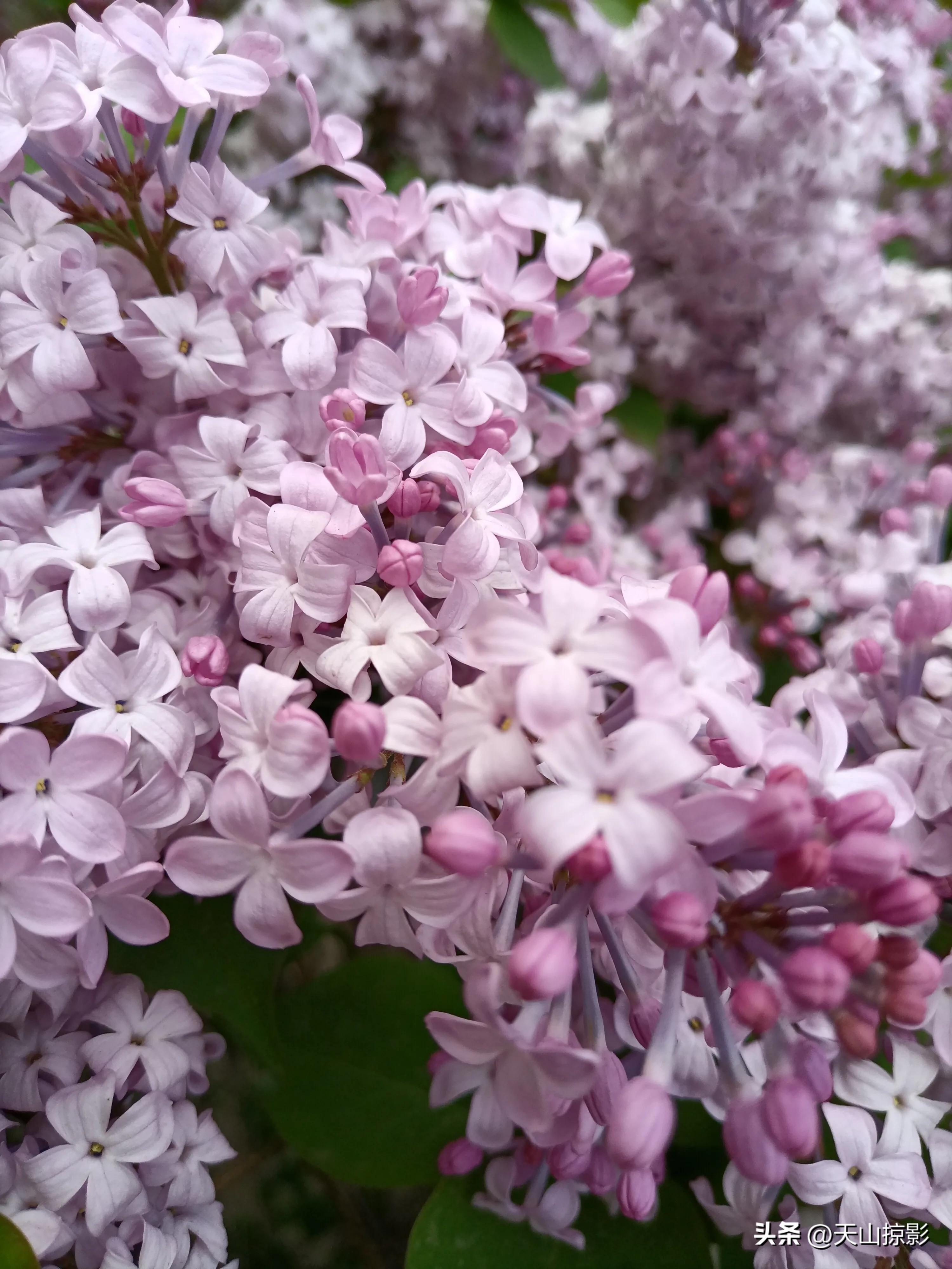 Lilacs are in full bloom in May - iNEWS