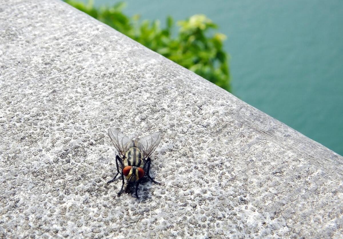 How far can flies smell? Why do flies have such a sensitive sense of ...