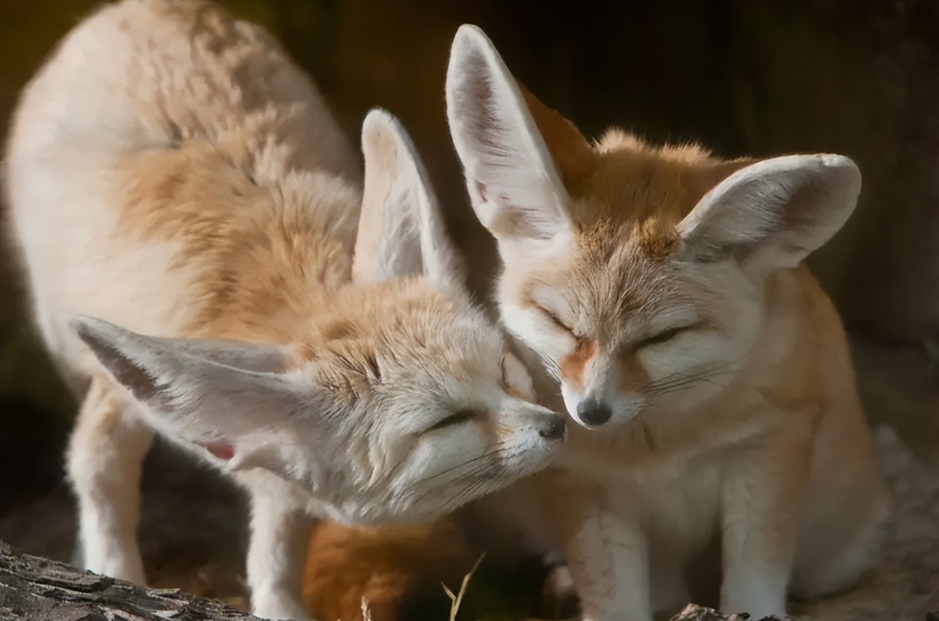 Fennec Fox: From Mysterious Wilderness to Bright Nova - iNEWS