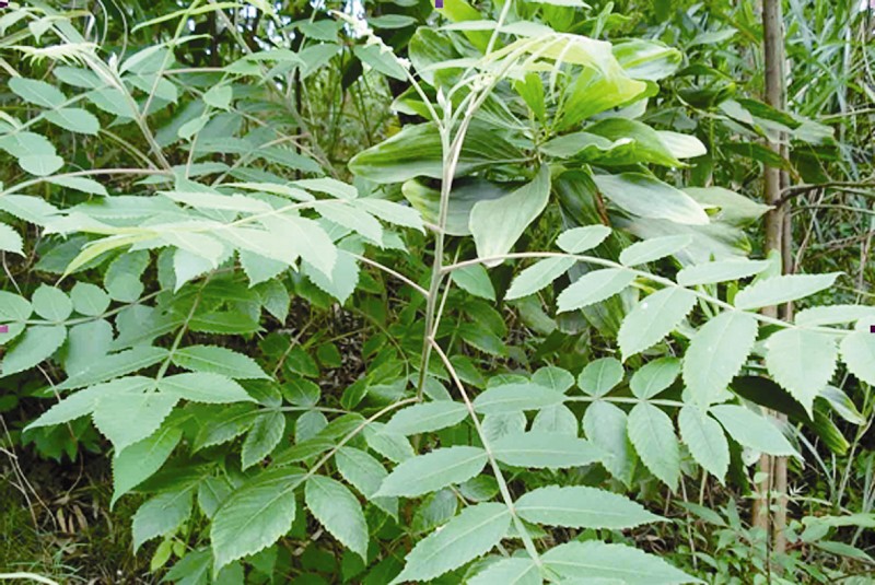 The sumac tree that people in the countryside are afraid of. I didn't ...