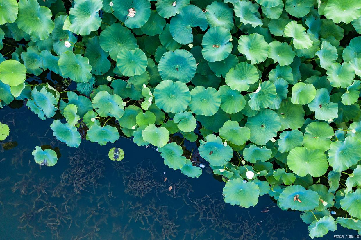 Yang Wanli's 10 most classic poems, fresh and lively, full of interest ...