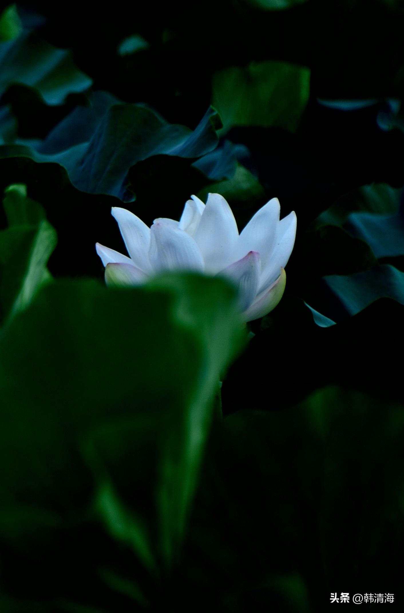 On August 20, 2022, the autumn lotus in Beining Park, Tianjin is bright ...