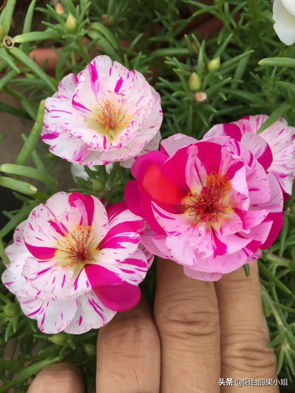 The unremarkable sunflower is easy to grow and looks good, and it is ...