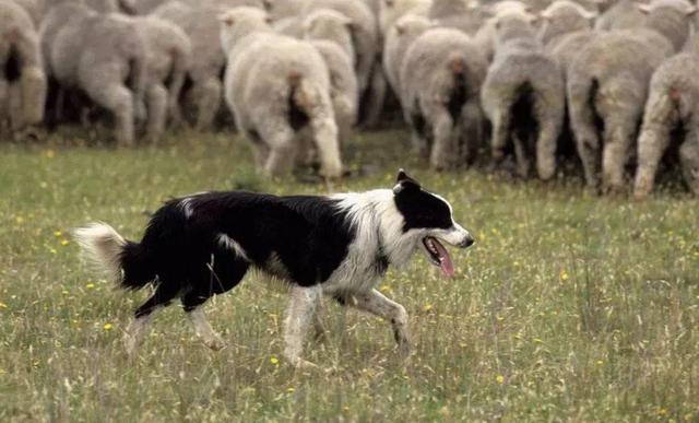 Why are wolves afraid to attack sheep protected by sheepdogs?Can a wolf ...