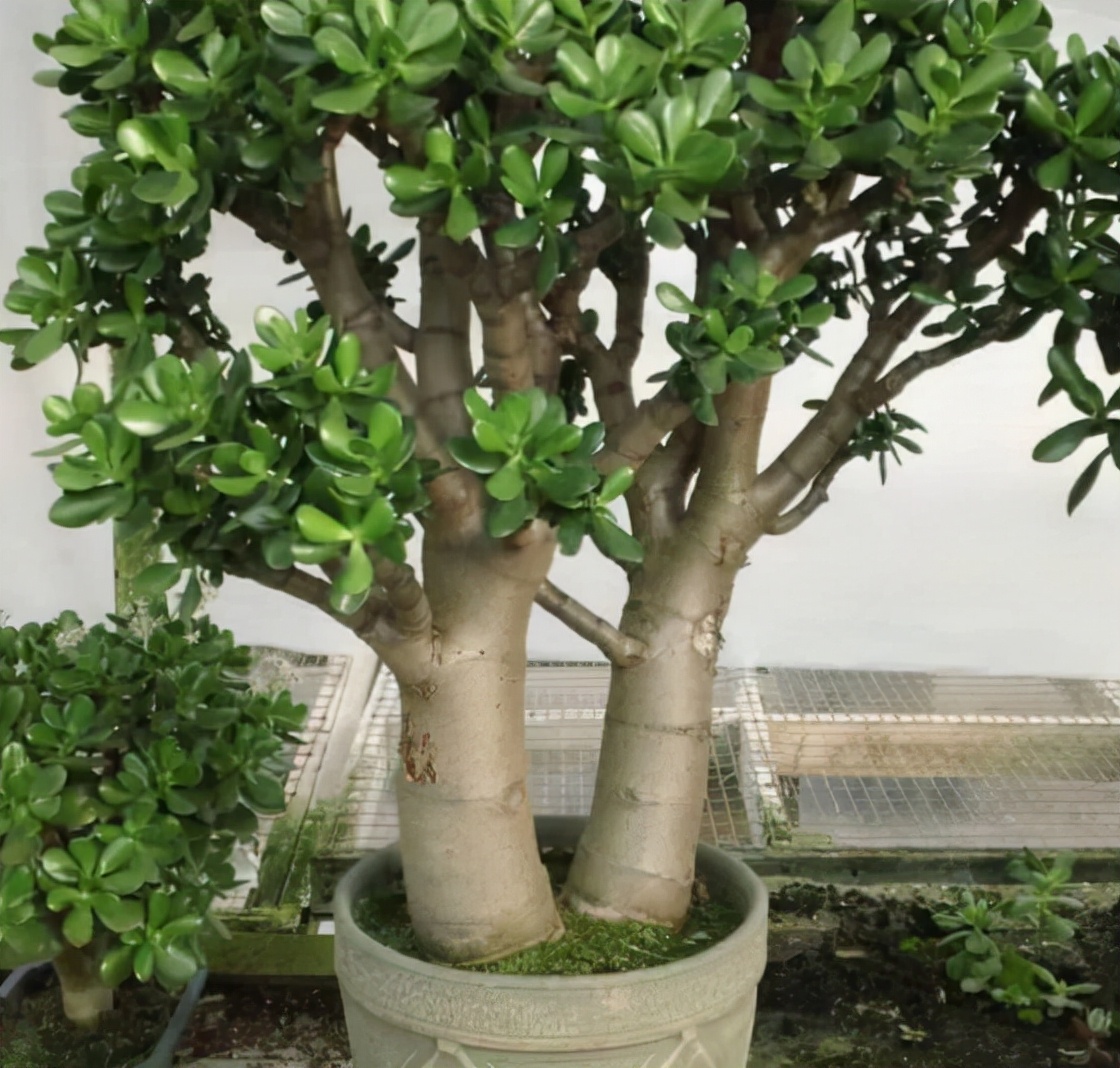 Raise jade trees in winter, do well at 2 points, the branches and ...