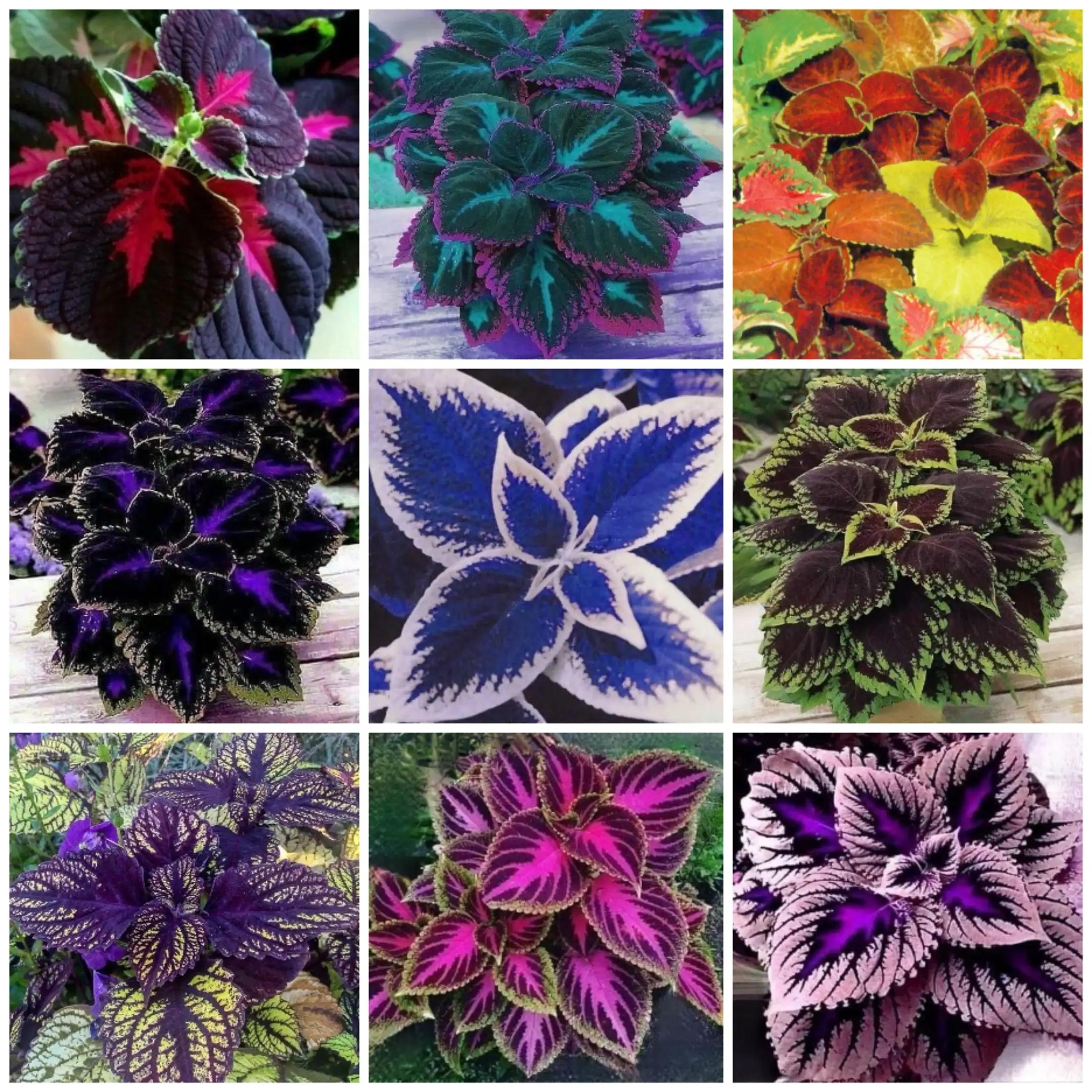The colorful Coleus is dazzling! - iNEWS