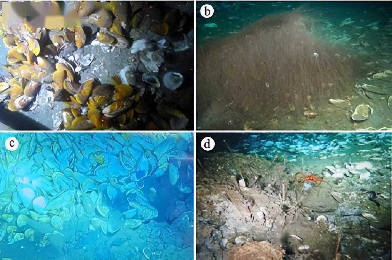 Late Pleistocene deep-sea cold seep bivalves on the northern slope of ...