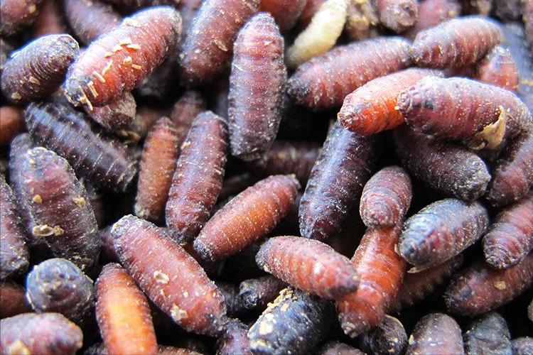 Did flies turn into maggots? How did flies develop from maggots? - iMedia