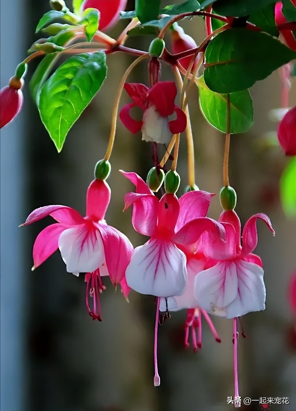 Raising fuchsias in spring, memorizing 3 key points by rote, the leaves ...