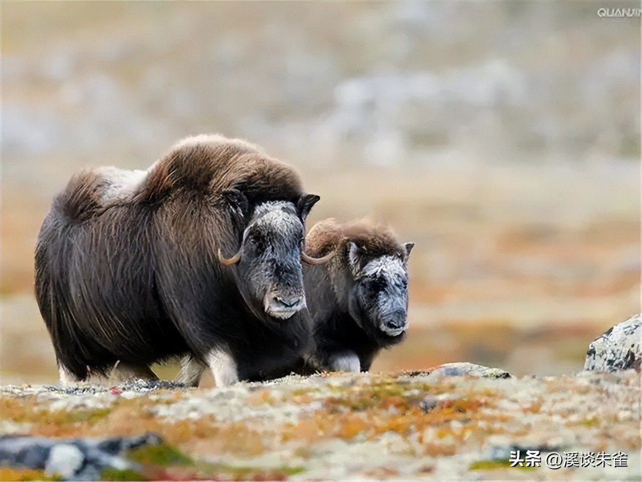 Skeletal muscle, liver, and adipose tissue, elements characteristic of ...