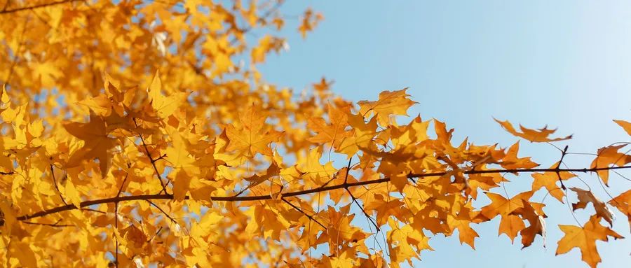 6 poems about autumn thoughts, whose thoughts make the whole autumn ...