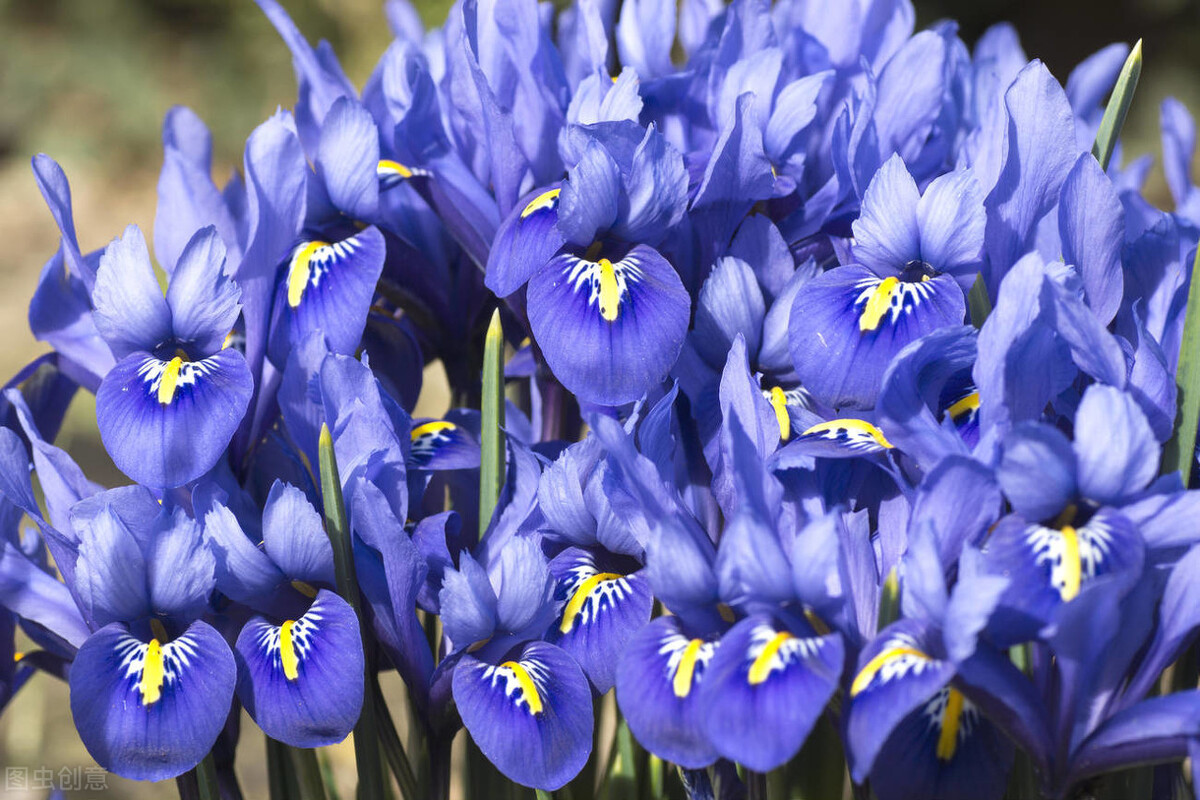 Take you to know the world's smallest iris - reticulated iris - iNEWS