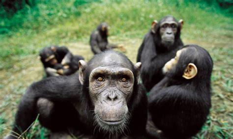 Why did Japan carry out the "human-animal hybrid embryo experiment ...