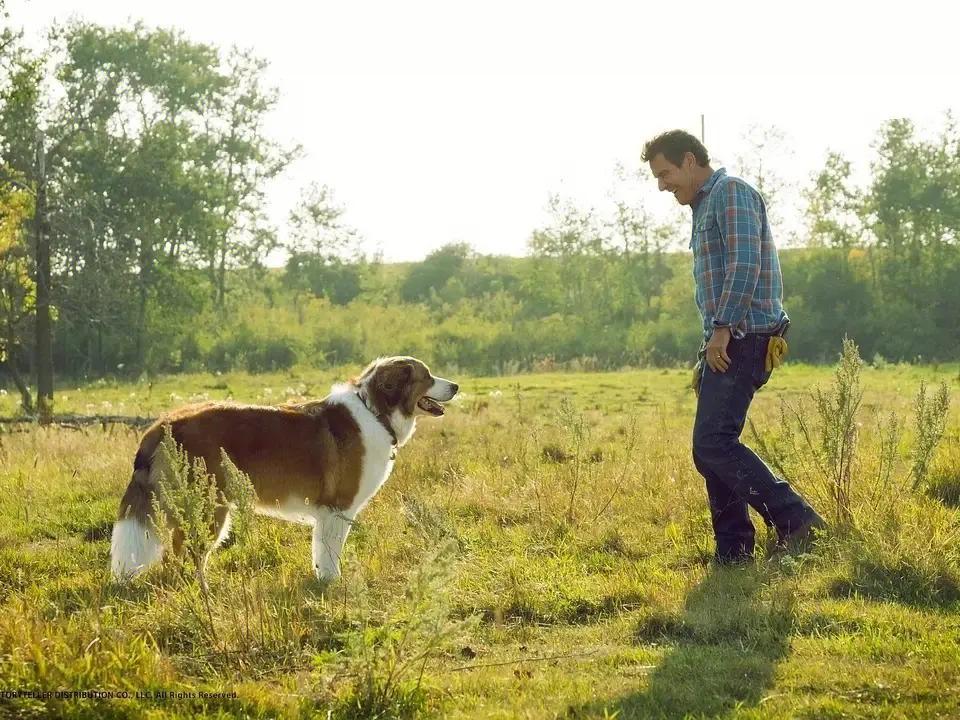 Visual narration in the movie "A Dog's Purpose" for the presentation of ...