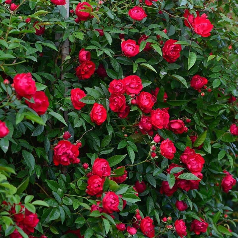 Gorgeous rosewood rose - iNEWS