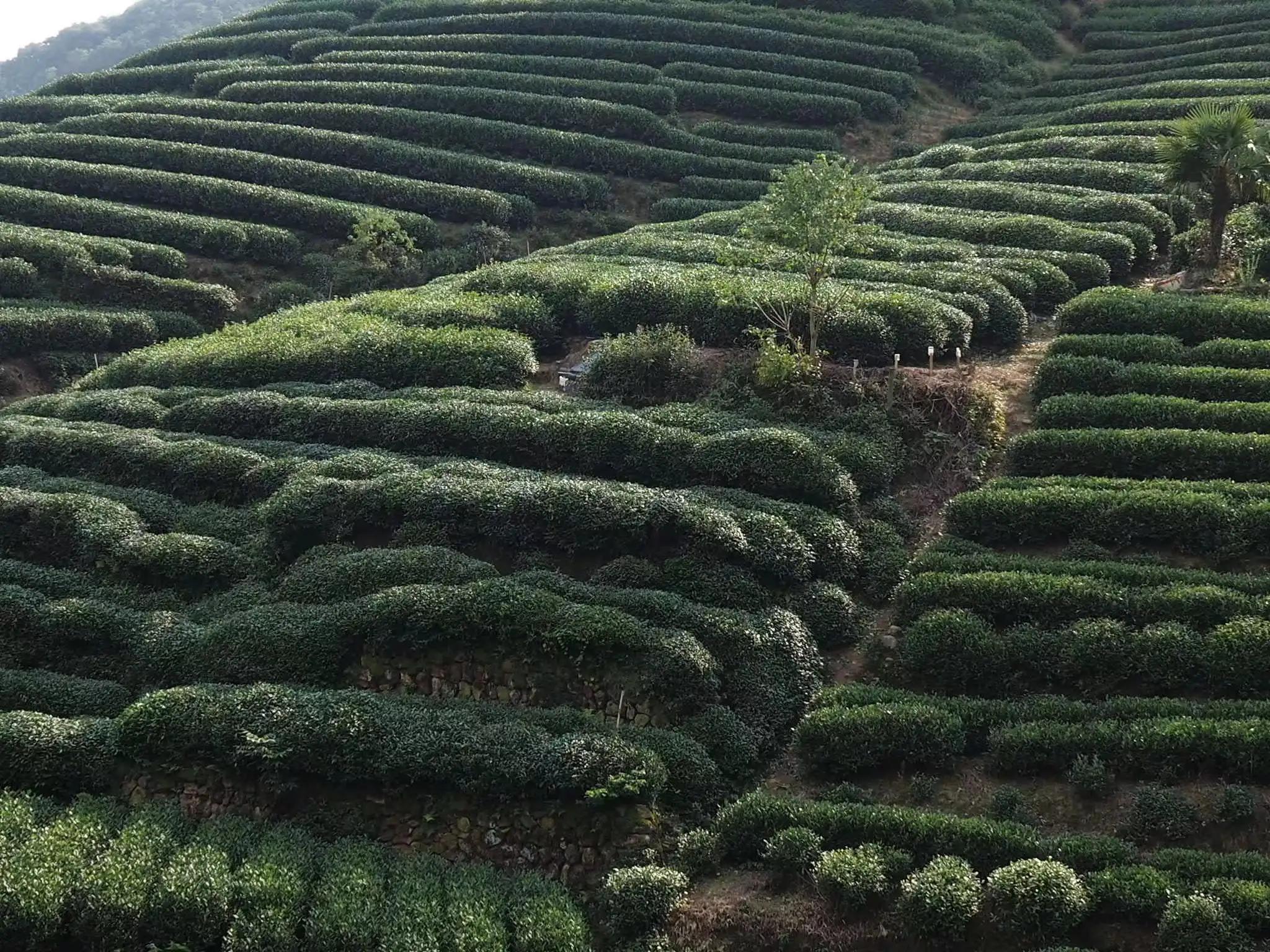 Premier Zhou's favorite place to go~~Hangzhou West Lake Meijiawu - iNEWS