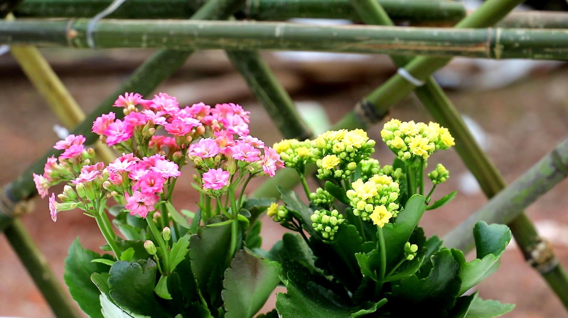 Longevity flowers "don't need to buy", use a leaf to raise a pot, more ...