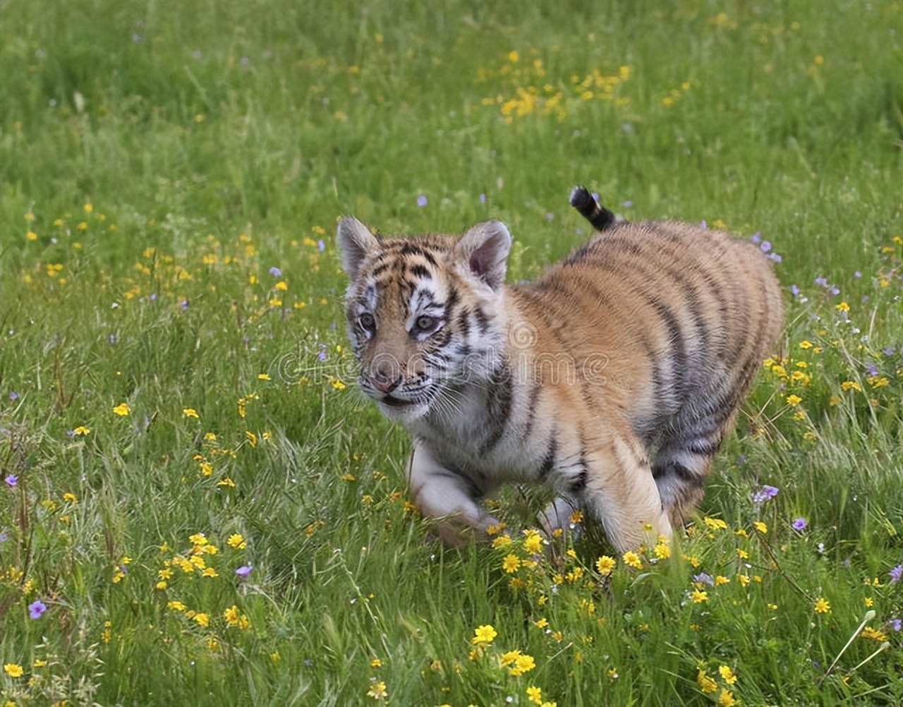 A forest ranger rescues a dying tiger cub, raises it and releases it ...