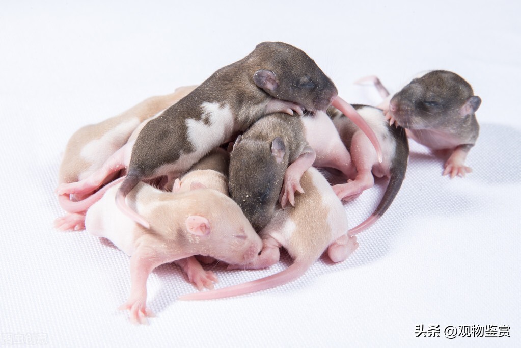 Why can't the rat pups be touched?Why do mice eat pups? - iNEWS