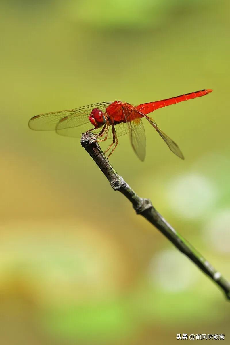 Dragonflies fly slowly in the depths of memory - iMedia