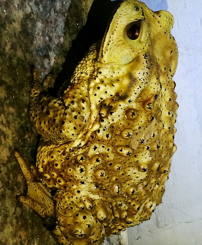The Golden Toad: The Ecological Wonders and Conservation Challenges of ...