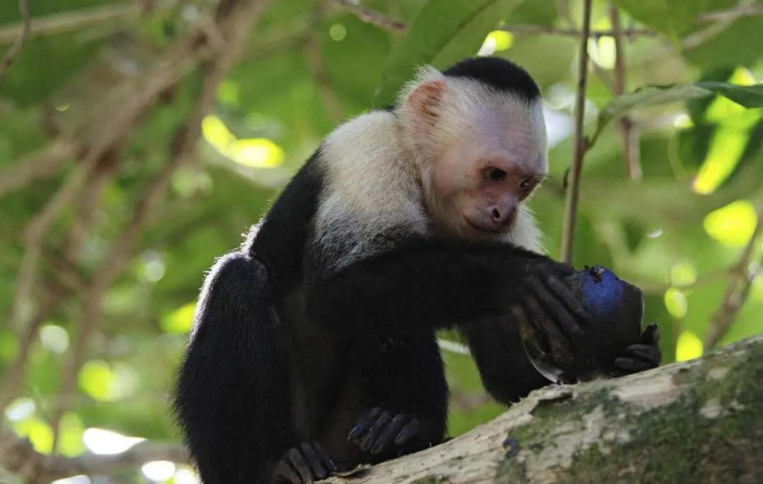 Major discovery: Panamanian monkeys may enter the Stone Age?Will there ...