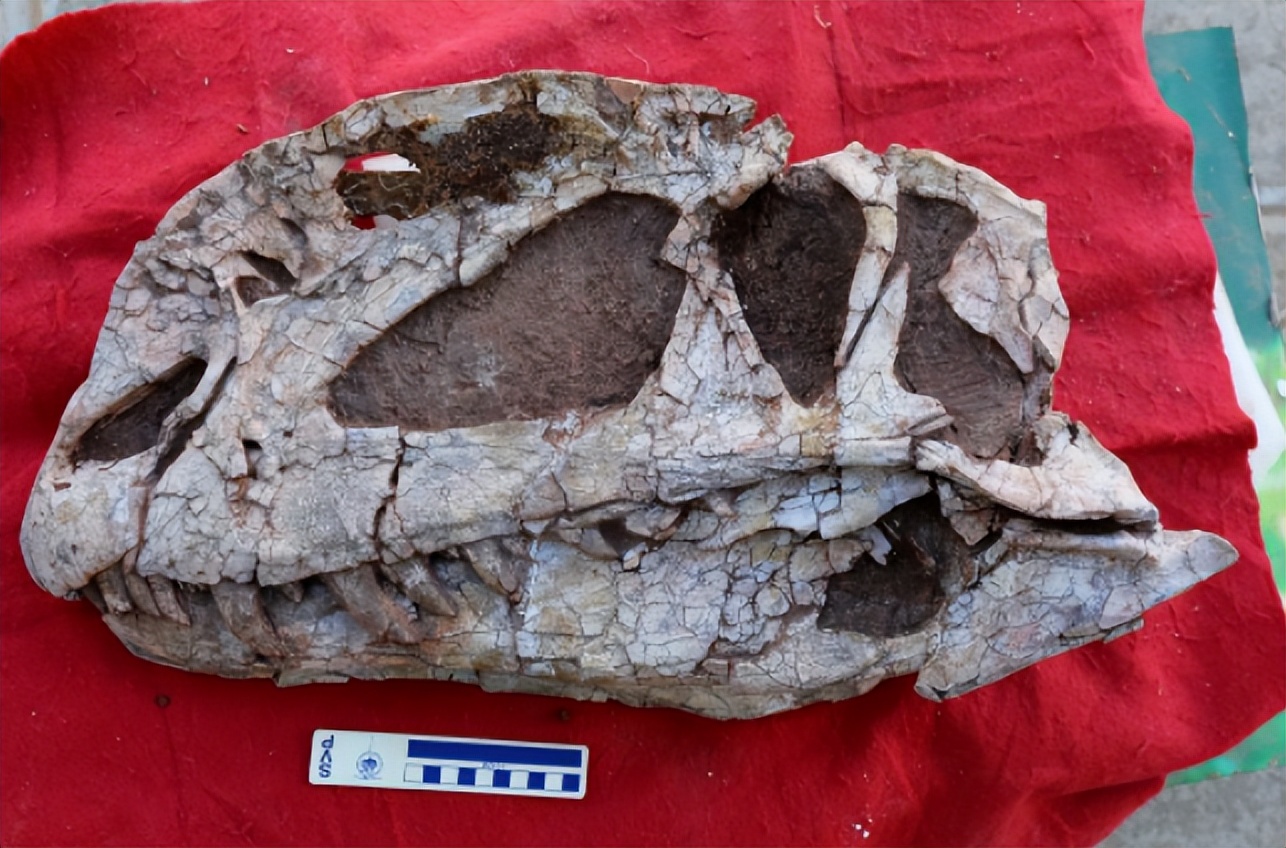 The Chinese dragon family has added a new member! Triassic Chinese ...