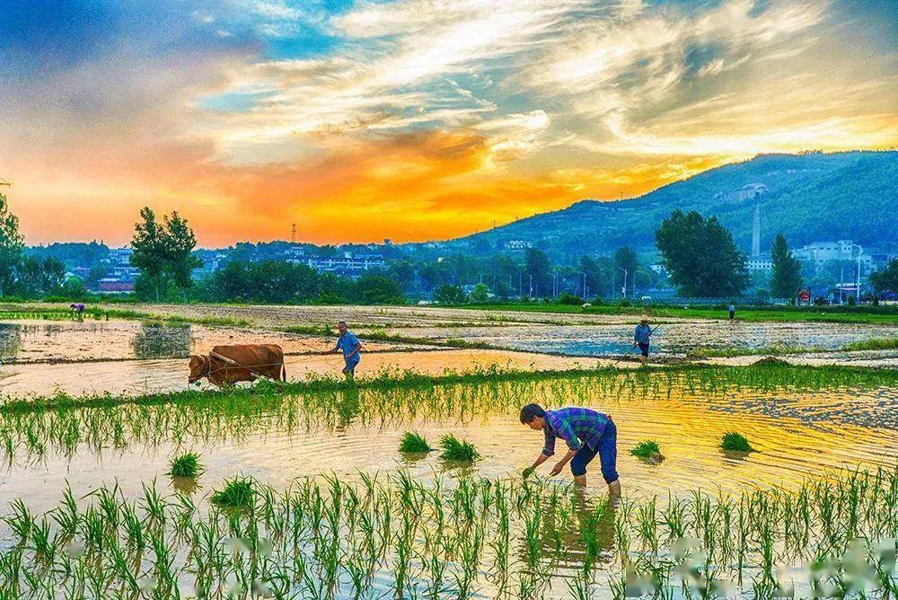 "Awn" can get something, "plant" can get something——Awn species - iMedia