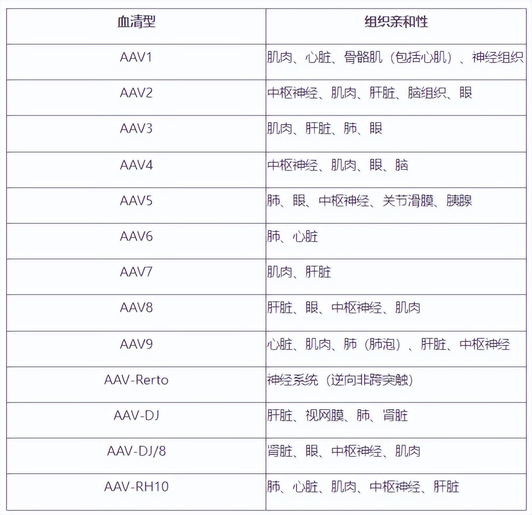 AAV Gene Therapy: Redefining the Future of Gene Therapy - iMedia