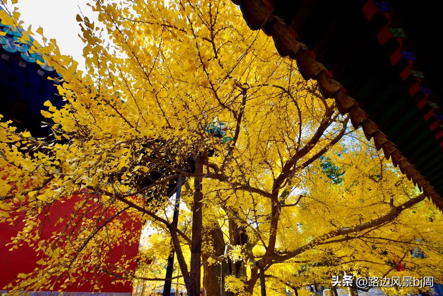 Dajue Temple to Jiufeng, Forest Bathing on the Millennium Ancient Road ...