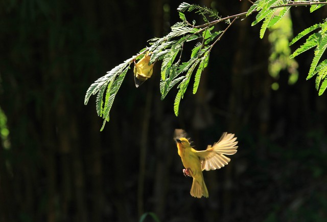 Jingwei Bird, the youngest daughter of Emperor Yan - iNEWS