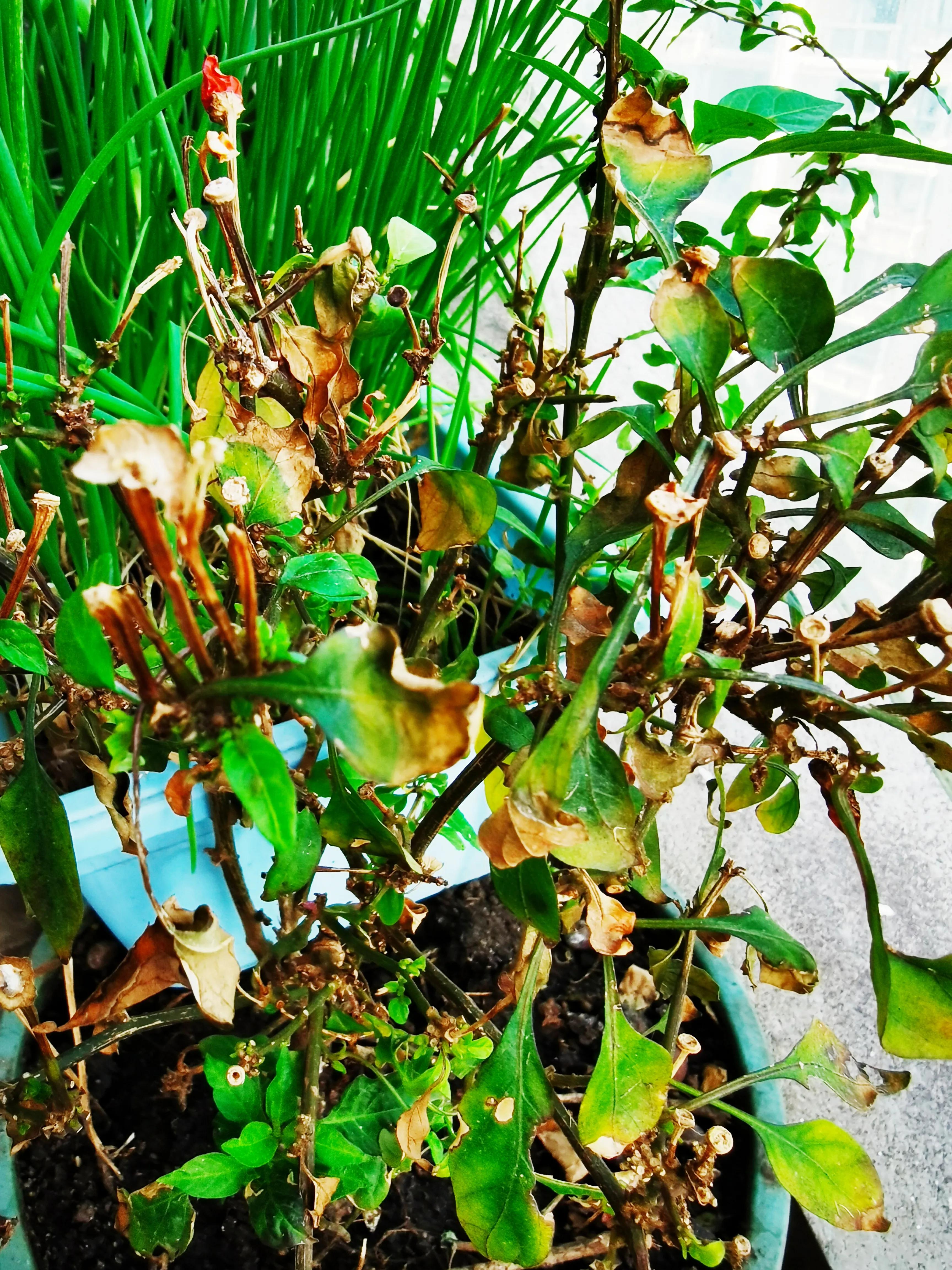 Plant flowers and plants, and plant some seasoning plants. In ...