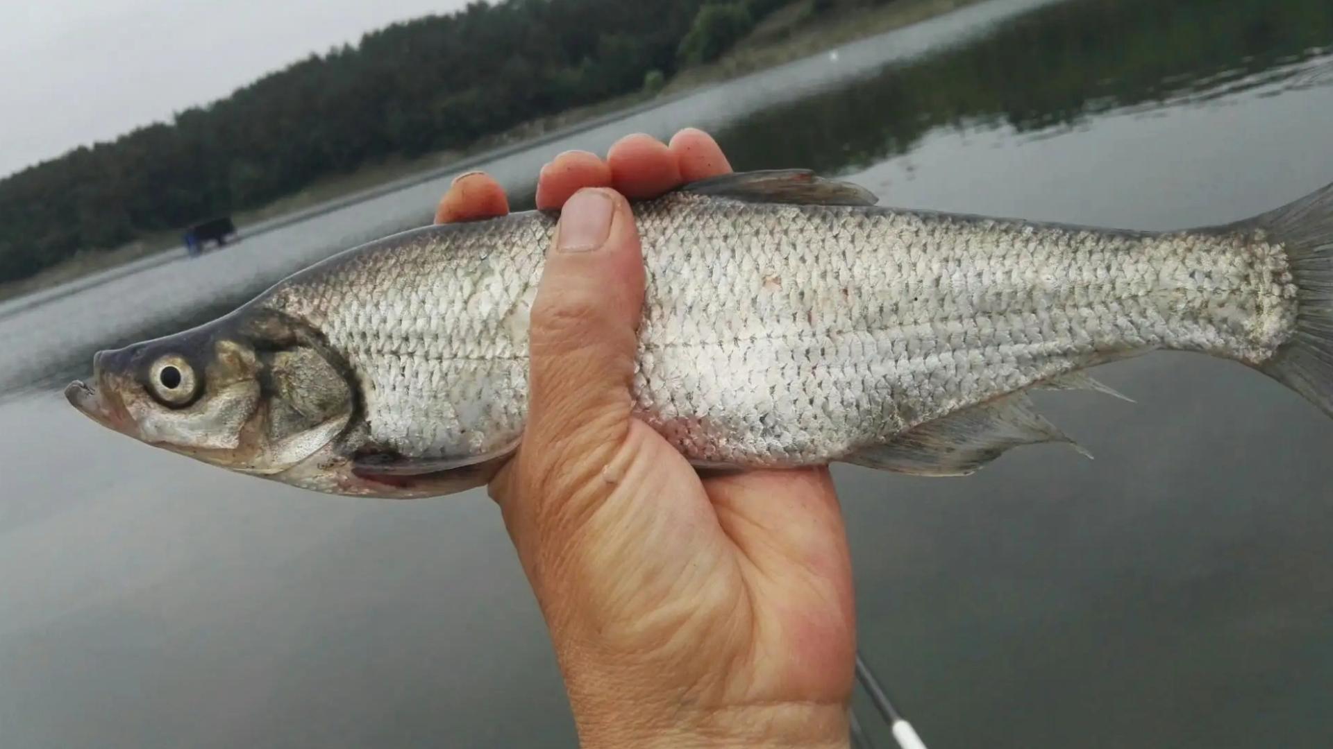 Sichuan's "exotic fish" invaded, and the frantic breeding surged by ...