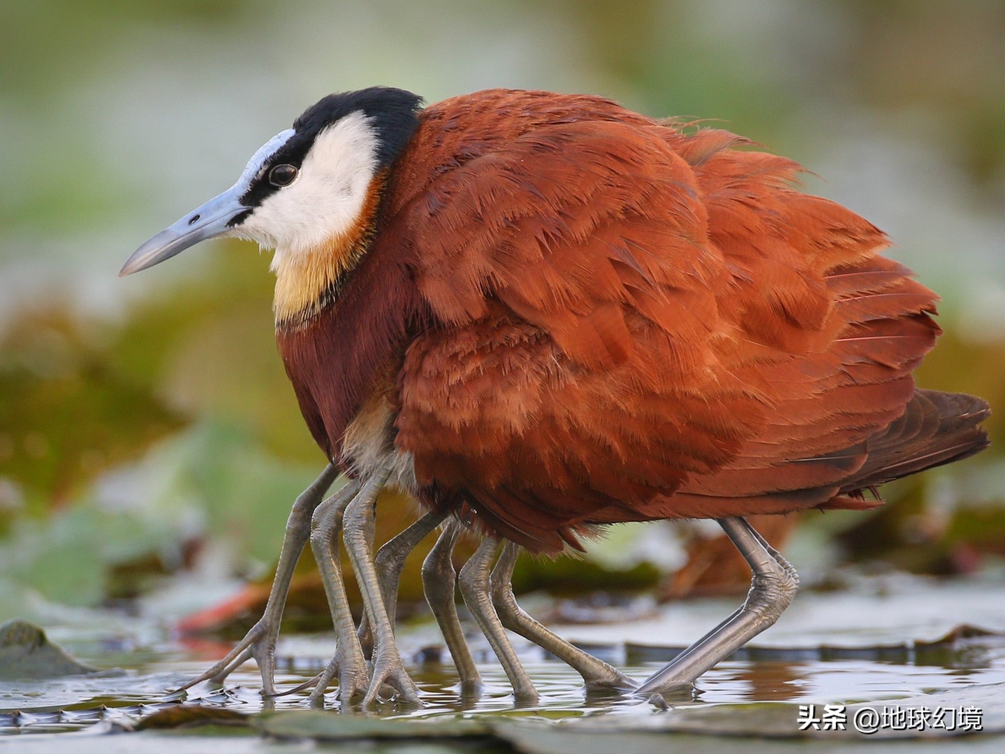 32 rare shots: the cicada was hollowed out and still alive, the flying ...