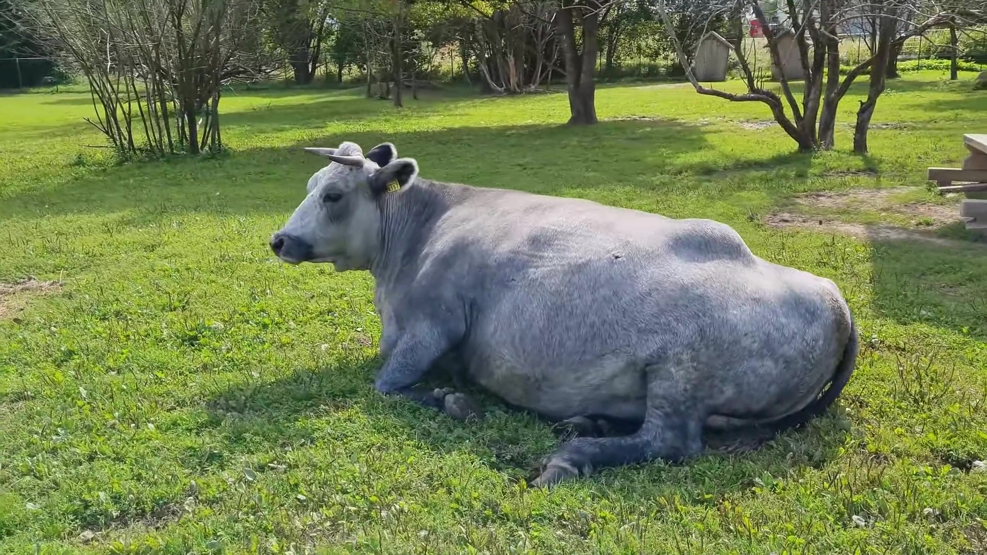 The magical blue bull, who was almost extinct, was rescued by a drama ...