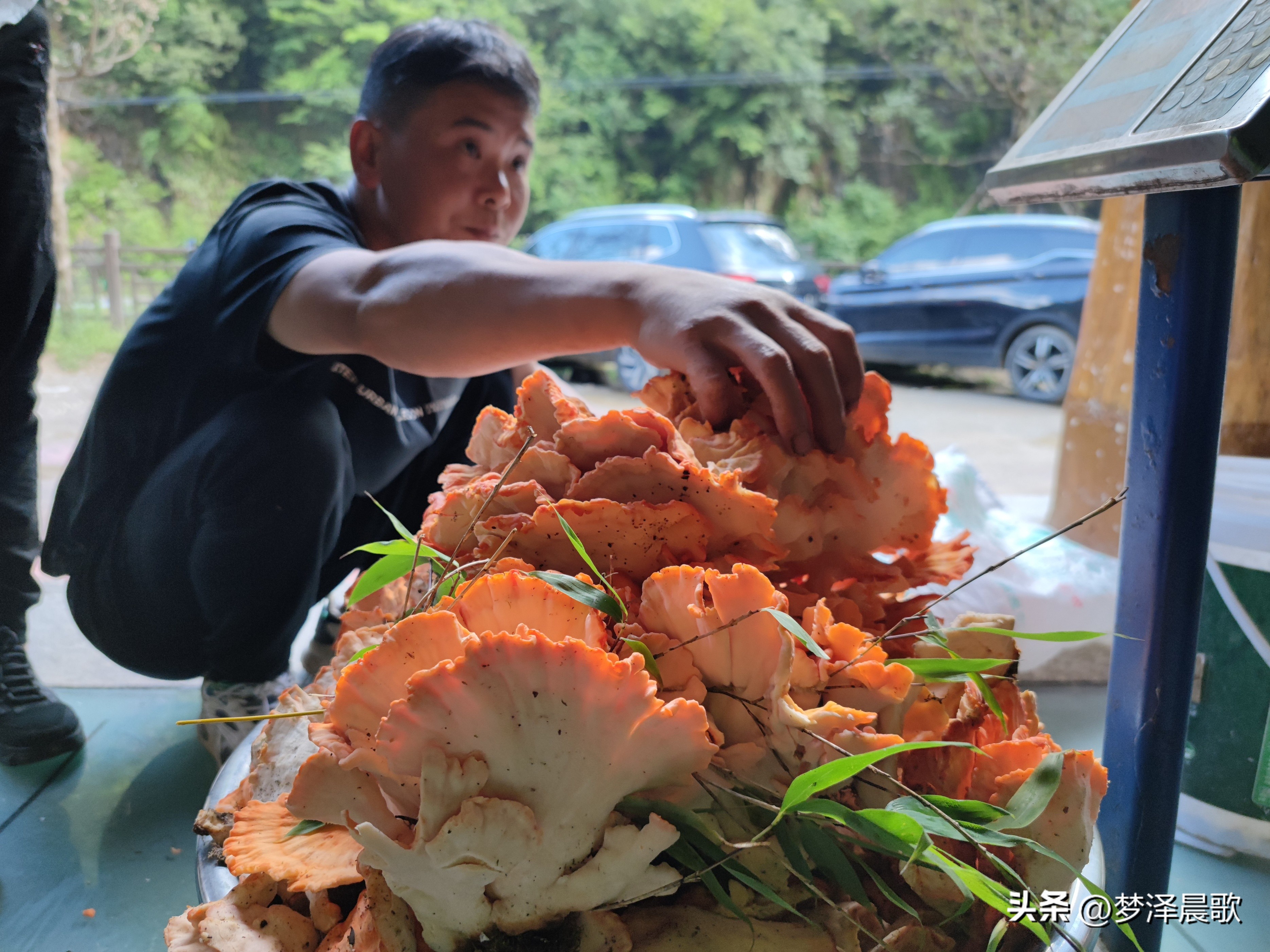 Hubei: Shennongjia Deep Mountain Cockscomb Mushroom - iNEWS