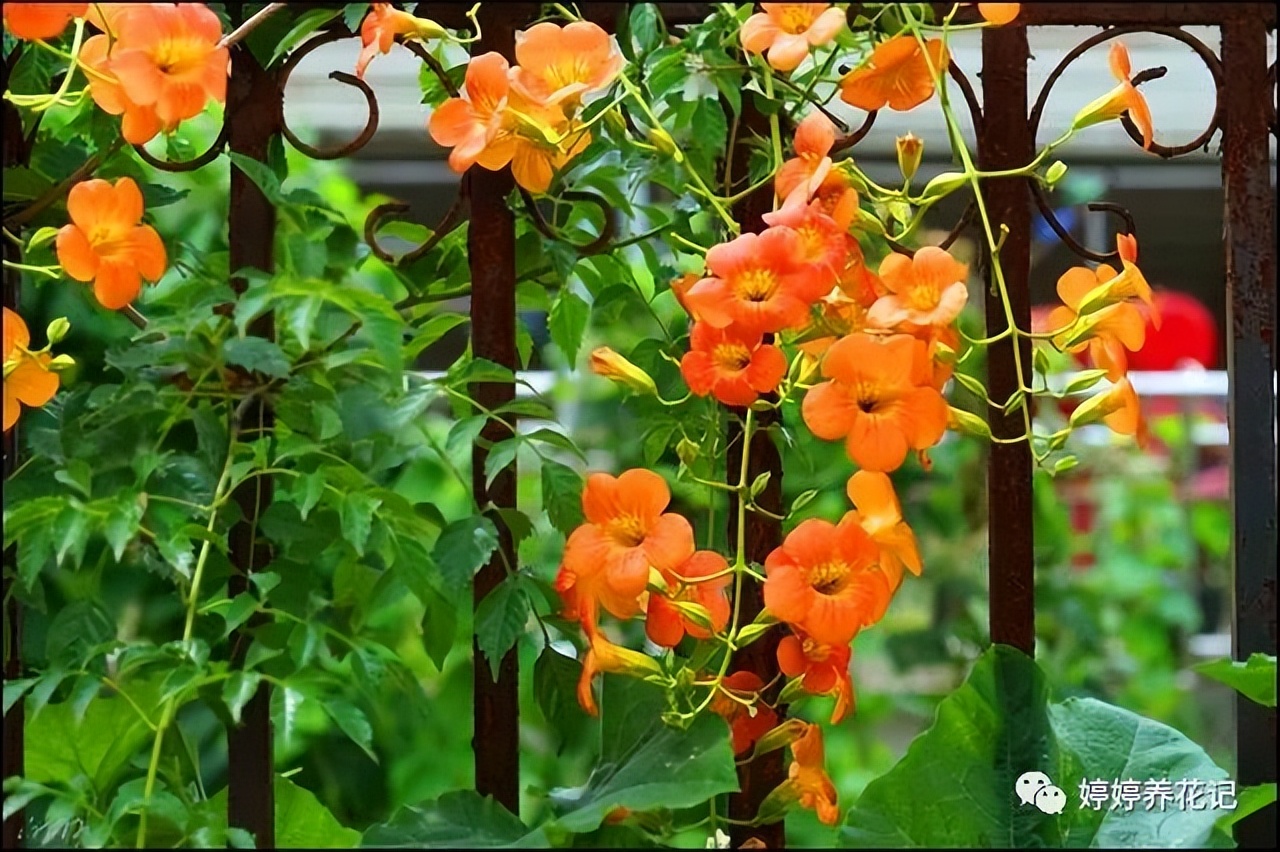Shocking/Planting a Lingxiao flower in the courtyard, it grows ...
