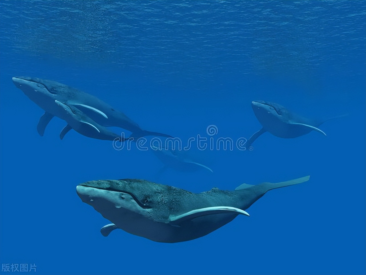 The Mystery of Whale Migration: Exploring Long-Distance Migration and ...