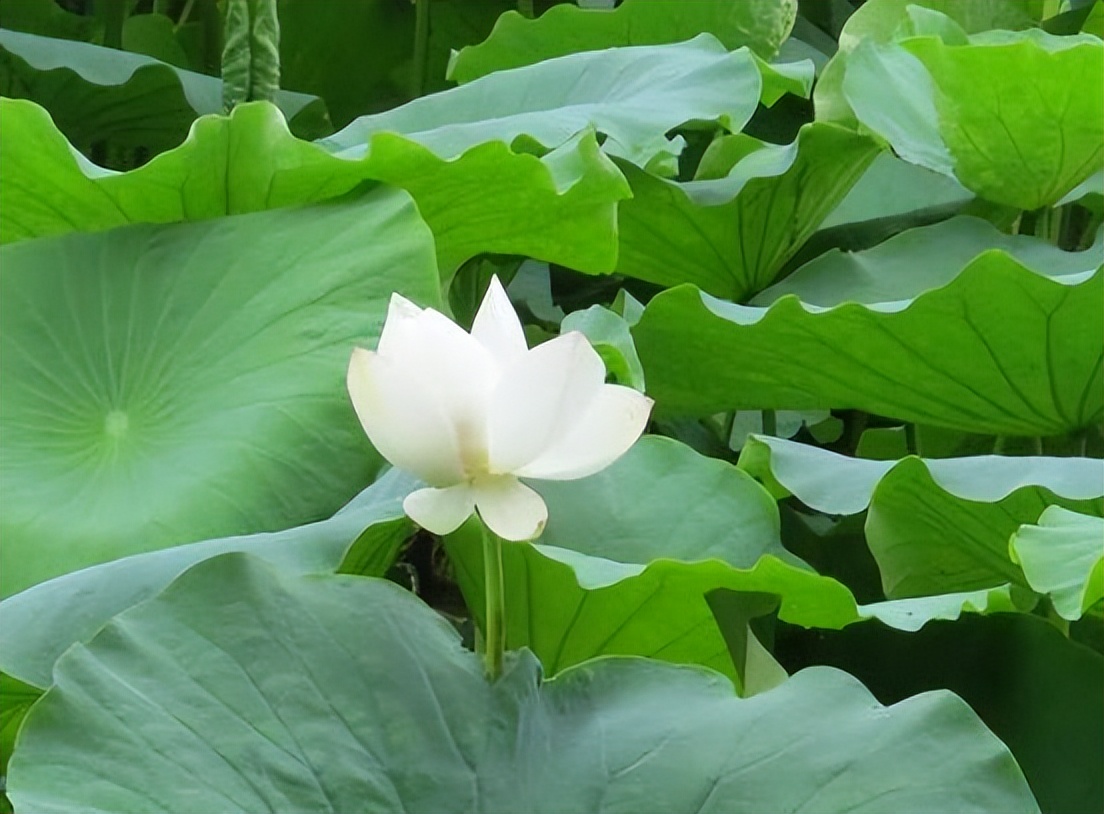 Lotus photography, common lotus varieties - iNEWS