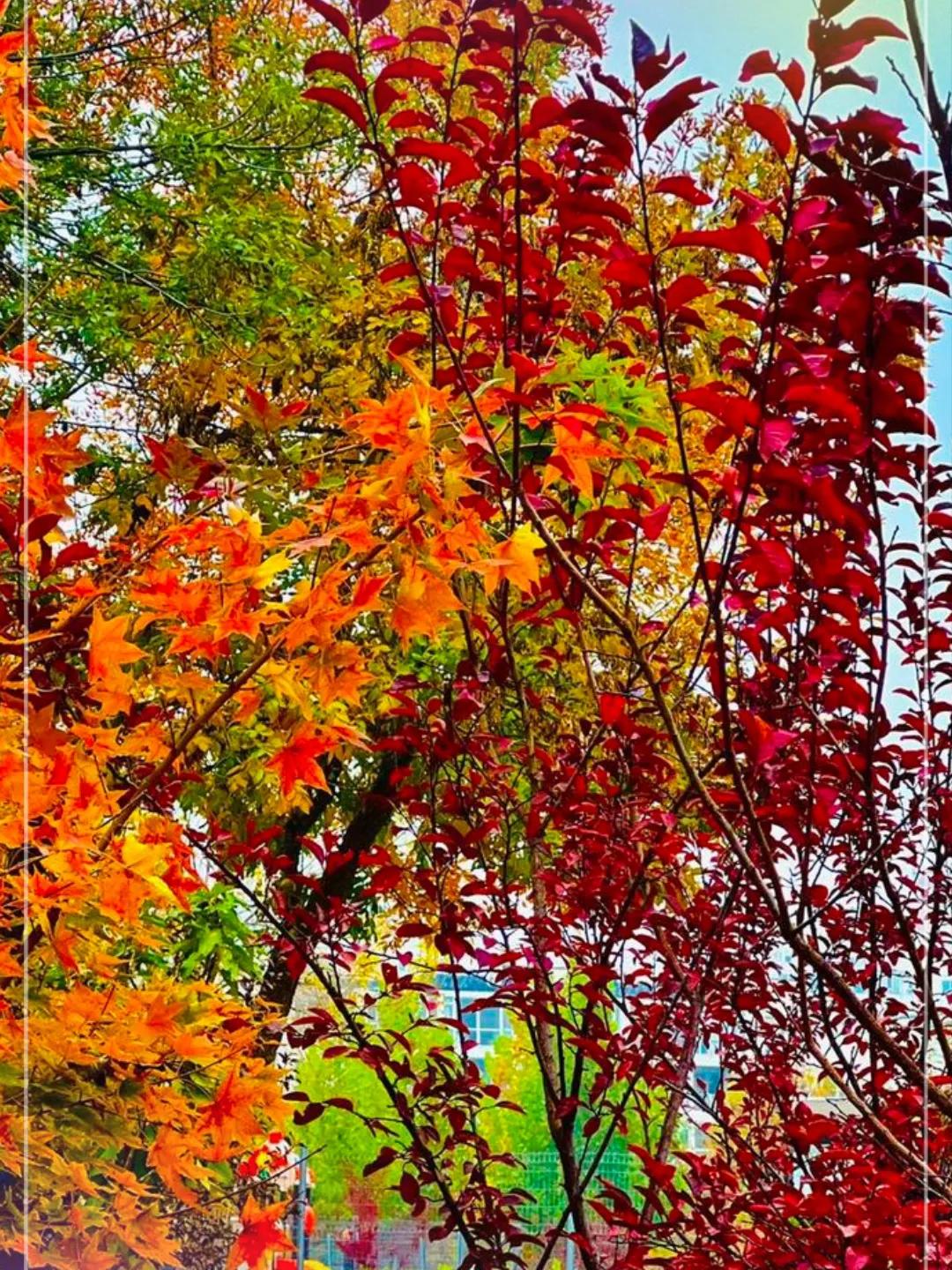 Ren Yin Mu Qiu (Tong Yun) - iNEWS