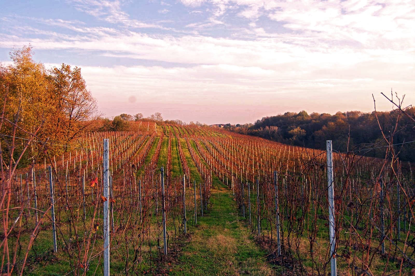 Nebbiolo, the treasure of Upper Piedmont - iNEWS