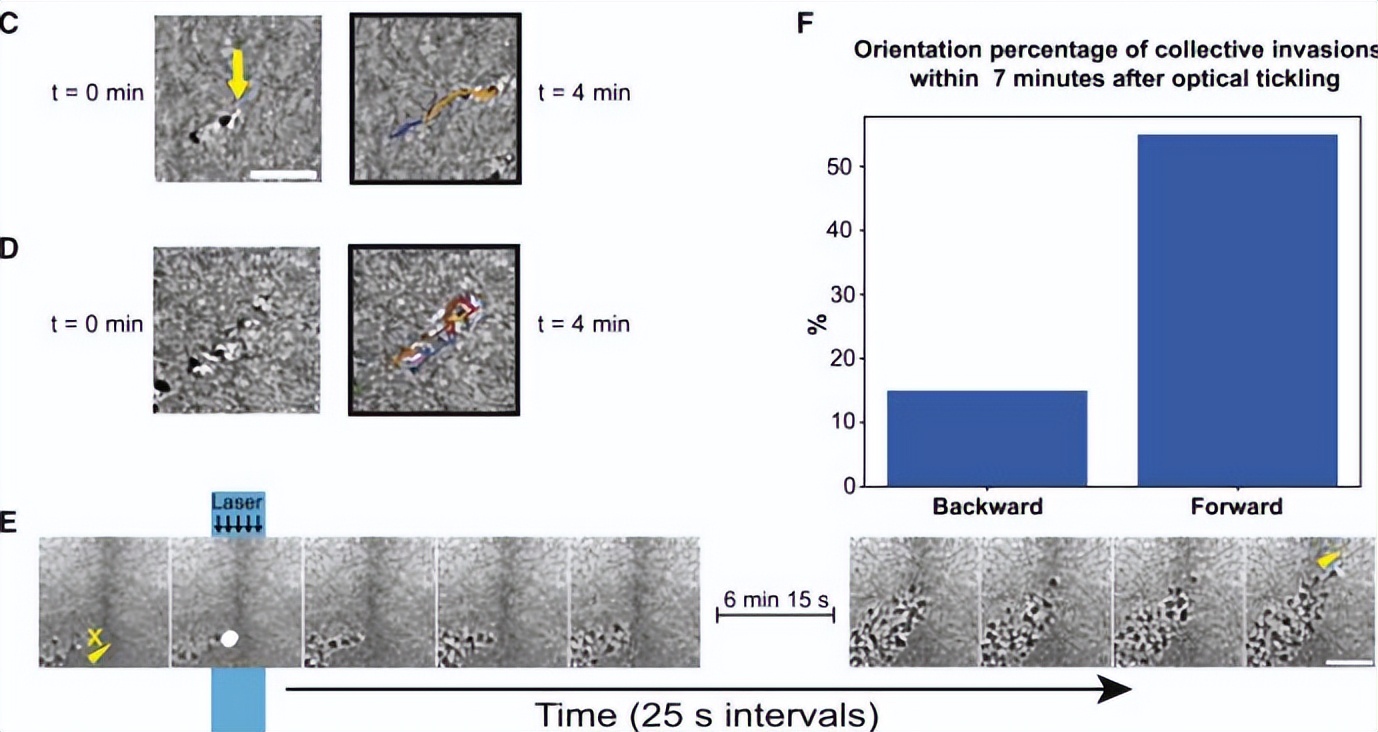 Exploring multicellular collectives that feed on bacteria: slime molds ...