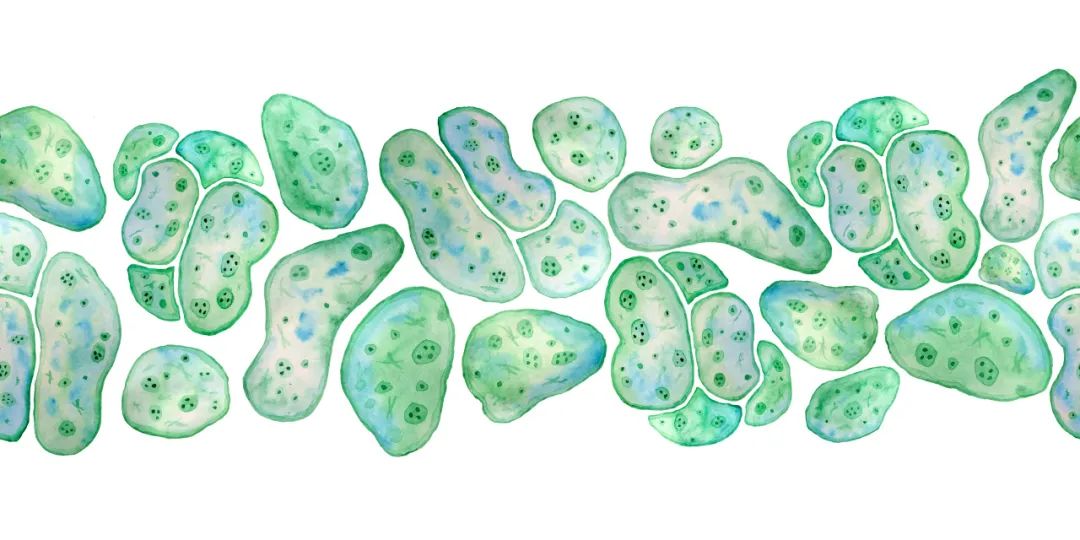The most ideal food in the 21st century is Micrococcus? - iMedia
