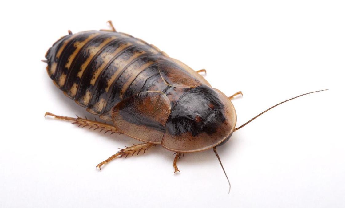 Cockroaches can live without a head, but can humans? Discover the 4 ...