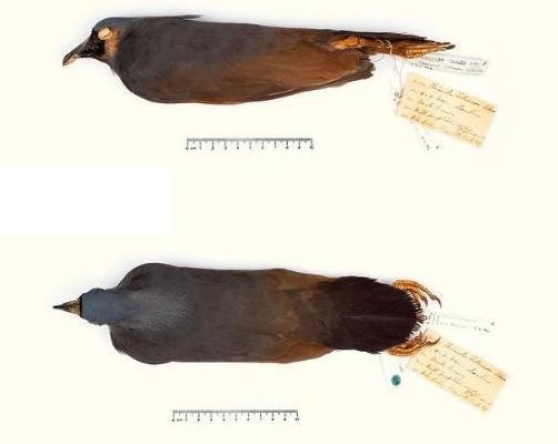 How did the Solomon crown pigeon with its beautiful crest and the ...