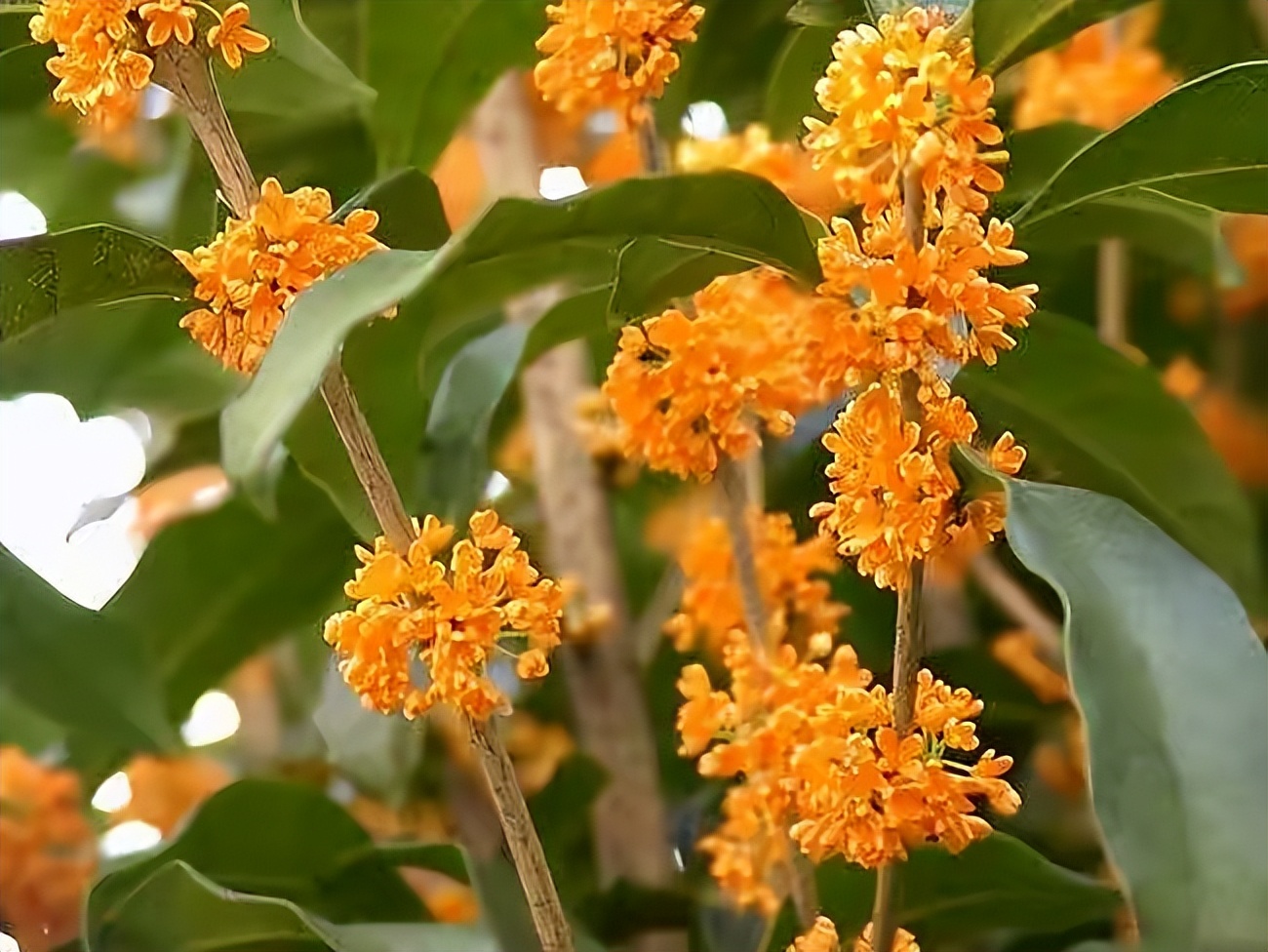 To grow sweet-scented osmanthus on the balcony, just use 3 tricks. - iNEWS