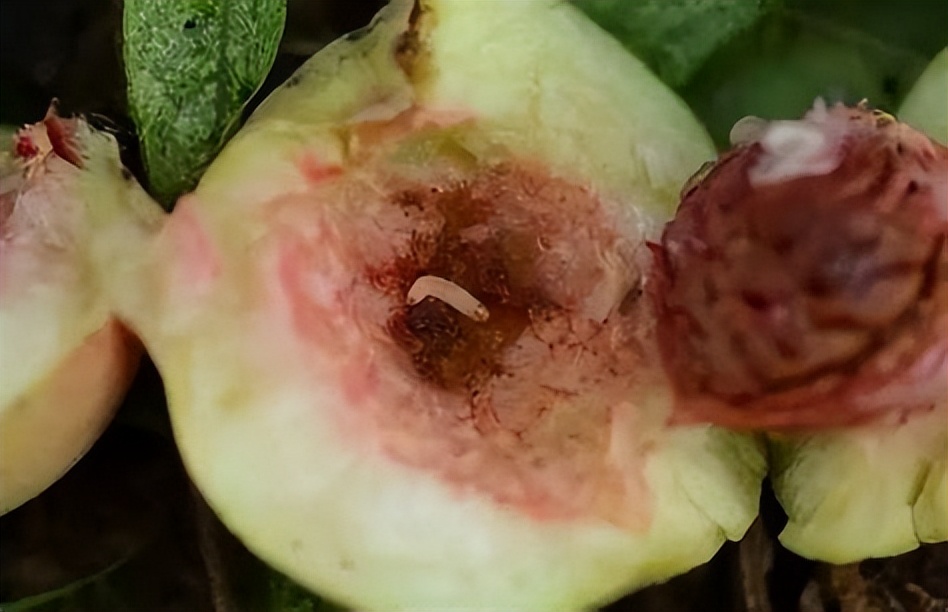 Eat peaches in summer, beware of centipedes in peaches! - iMedia